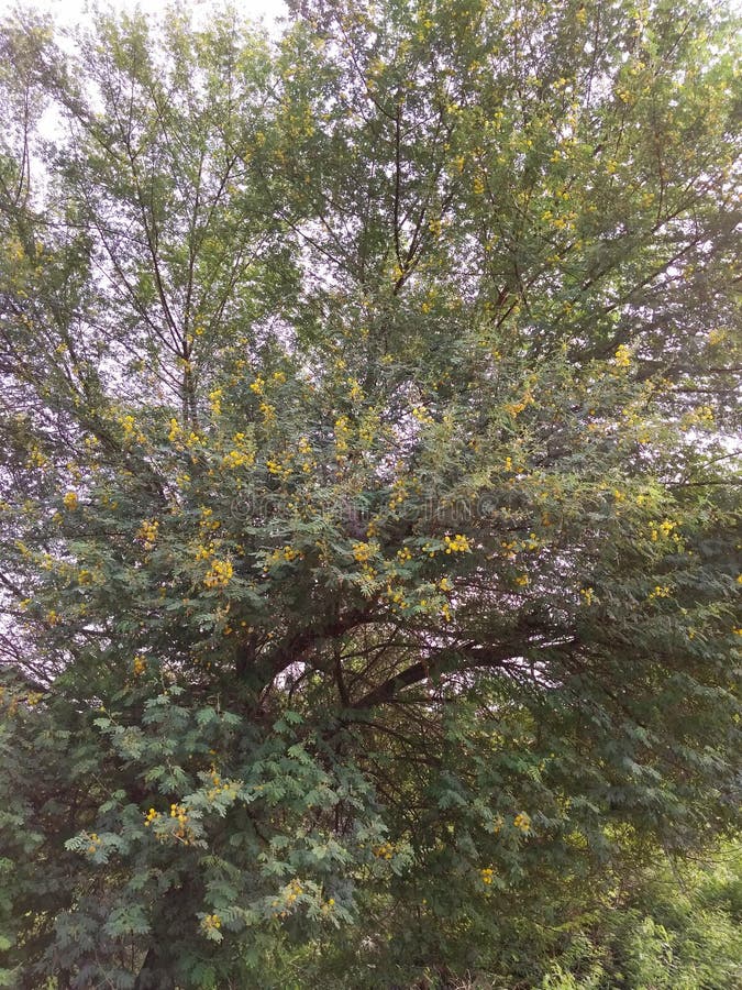 Babool Conocido Como Gum Arabic Tree Babul Thorn Mimosa Vachellia ...