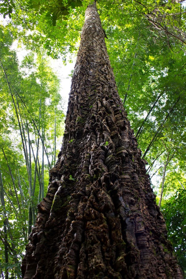 Un Albero Alto in Foresta Pluviale Immagine Stock - Immagine di schermo ...