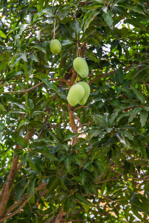 Albero Di Mango Con In Pieno Dei Frutti Immagine Stock - Immagine di ...