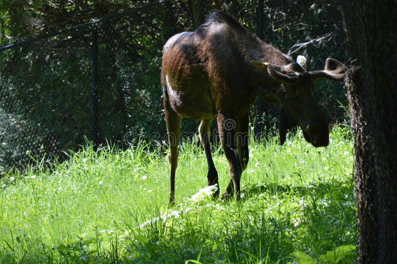 Alces imagen de archivo. Imagen de color, crecimiento - 91719467