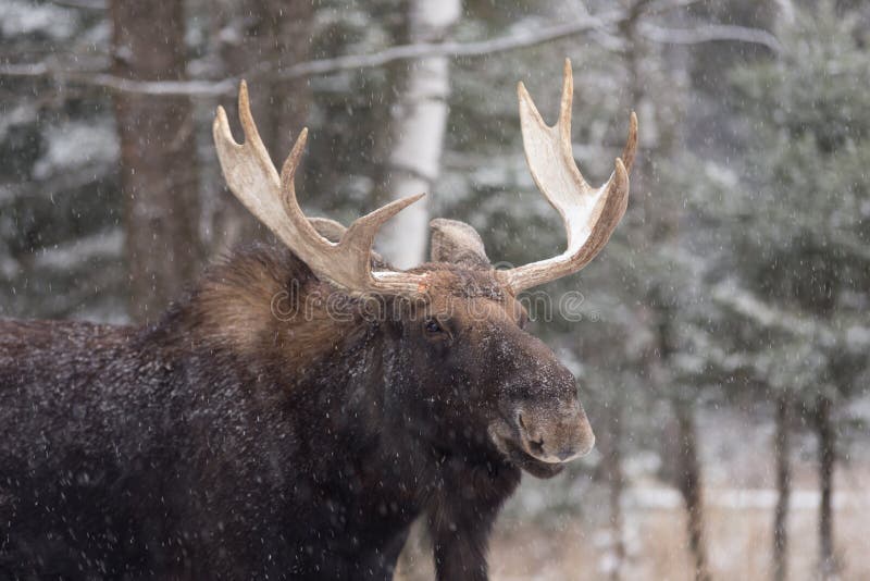 Un Alce Grande Con Las Astas En Una Nieve De La Nieve Asalta Alces ...