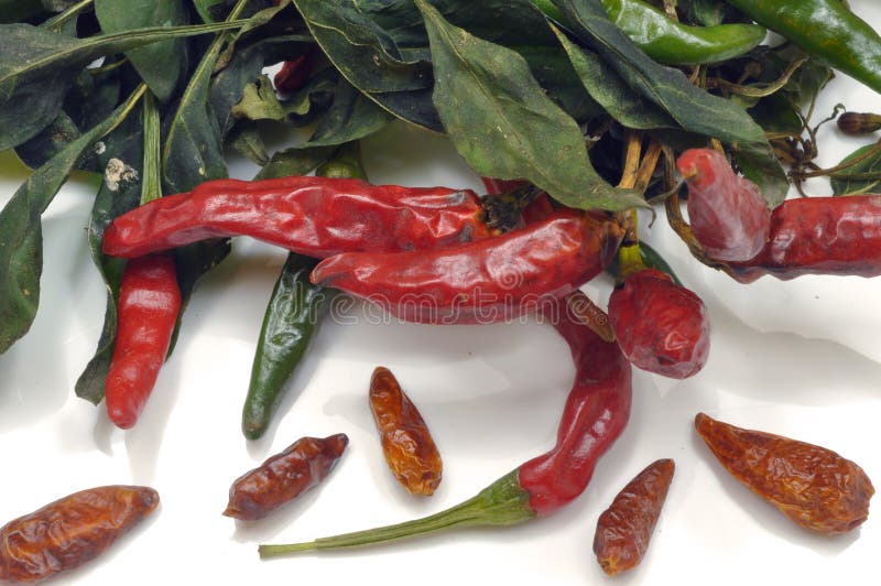 Chile del almácigo foto de archivo. Imagen de germen - 39024382