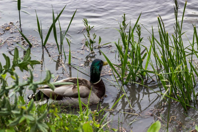 Un'anatra fotografia stock. Immagine di natura, stagno - 53679608