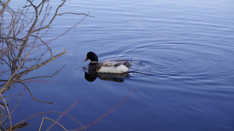 Un'anatra immagine stock. Immagine di animale, natura - 90031183