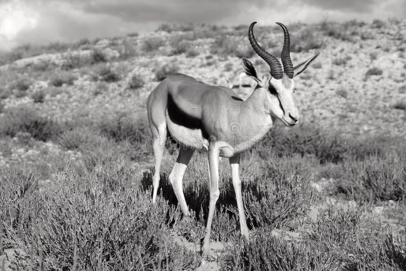 Un'antilope Saltante Al Kgalagadi Immagine Stock - Immagine di ...