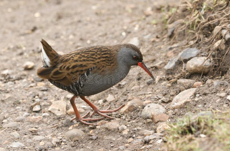 Un Aquaticus Reservado Imponente De Rallus Del Carril Del Agua Que ... Un Aquaticus Reservado Imponente De Rallus Del Carril Del Agua Que ...