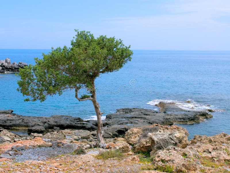 Un Arbre De Pin Sur Un Bord De La Mer Photo stock - Image du down ...