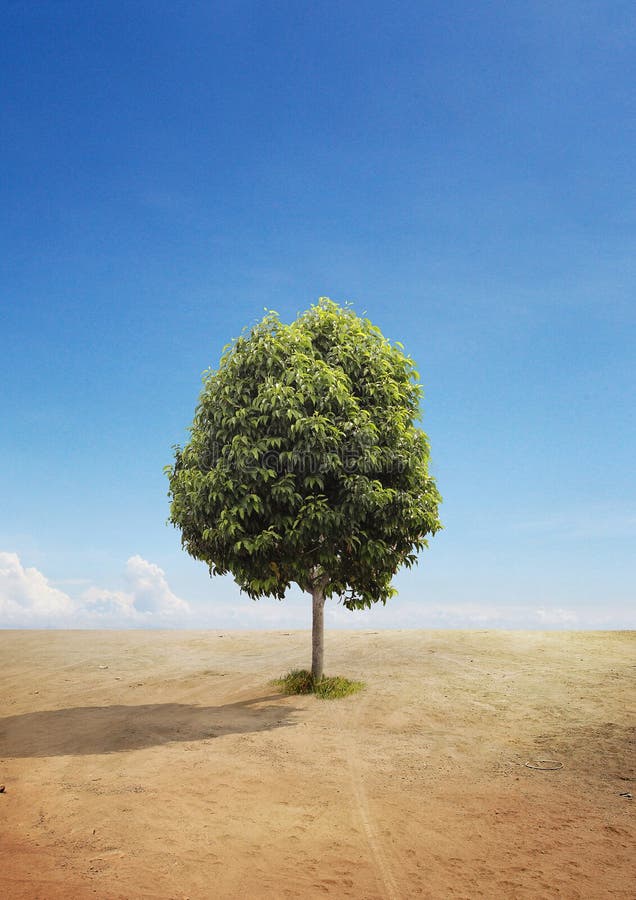 Un Arbre Sur Une Terre Sèche Photo stock - Image du unique, vert: 56717126
