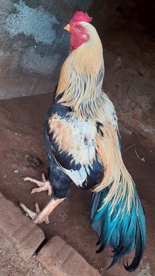 Un asesino gallo indio imagen de archivo. Imagen de asesino - 246108465