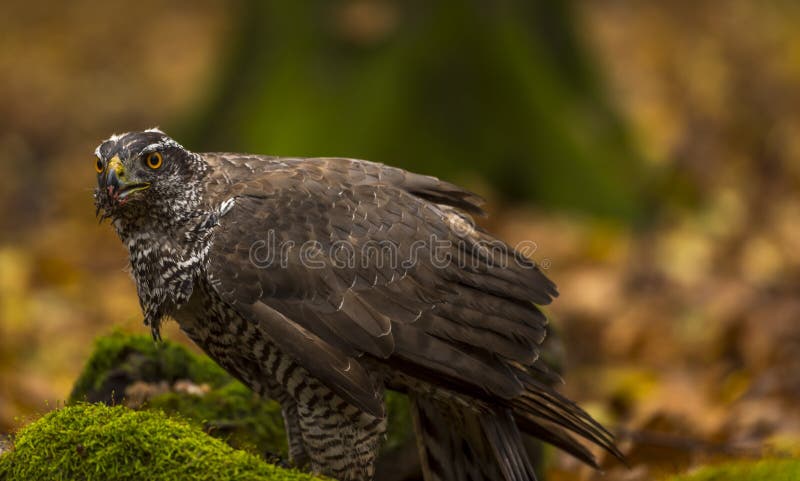 Un astore immagine stock. Immagine di becco, occhi, uccello - 106795073
