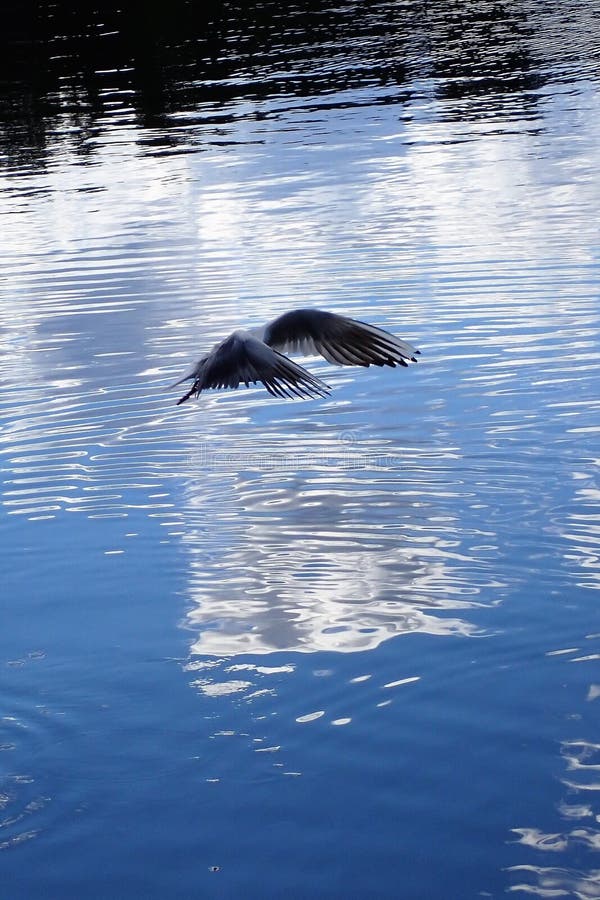 Un Ave De Gaviota Posando Sobre La Superficie De Un Lago Foto de ... Un Ave De Gaviota Posando Sobre La Superficie De Un Lago Foto de ...