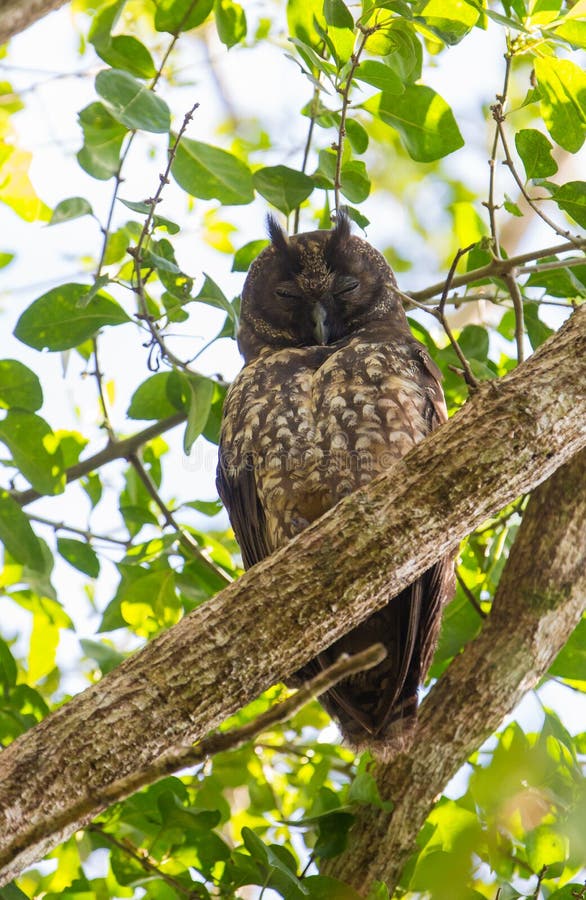 Buho barrado imagen de archivo. Imagen de estados, animales - 61102405