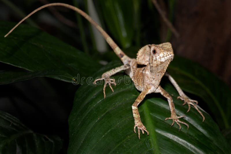 Un Basilisco Con Casco En Una Hoja Grande Foto de archivo - Imagen de ...