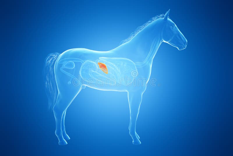 Un bazo de caballos stock de ilustración. Ilustración de mascota ...