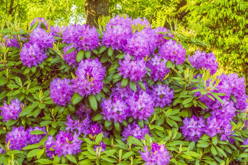 Beau Buisson En Parc D'automne Photo stock - Image du beau, herbe: 46456874