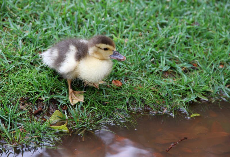 Un Beau Caneton Sur Une Pelouse Herbeuse Photo stock - Image du muscovy ...