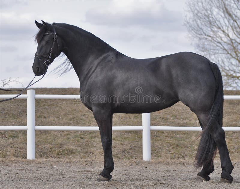 Un beau cheval noir image stock. Image du cieux, mammifères - 30410873