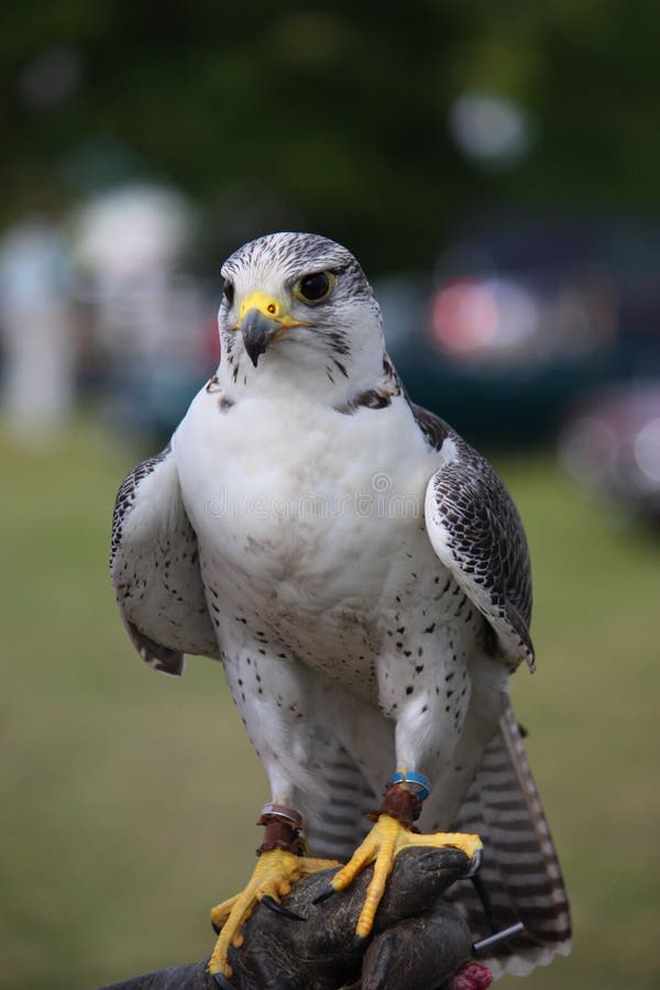 Un Beau Visage De Rapace, Un Faucon Arctique Blanc Photo stock - Image ...