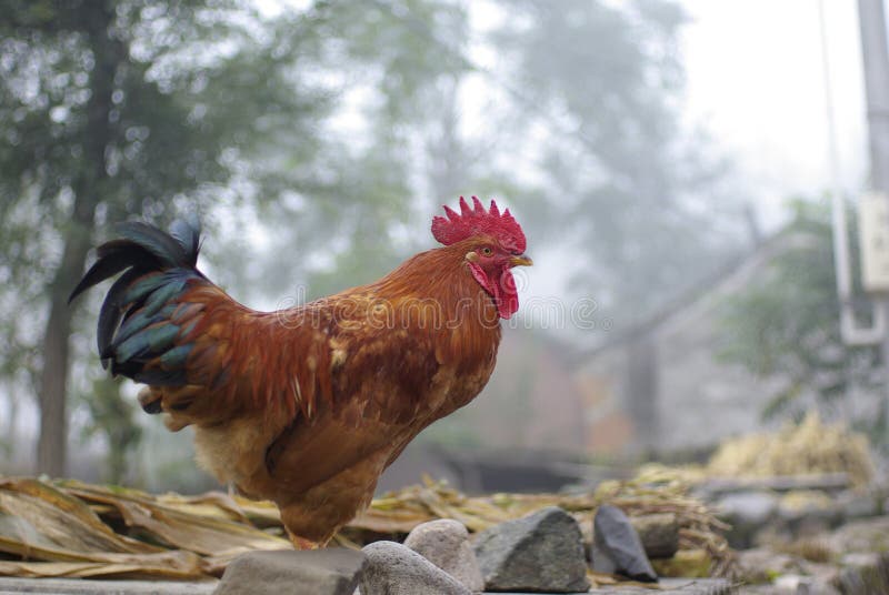 Un beau grand coq photo stock. Image du pentax, grand - 23847652