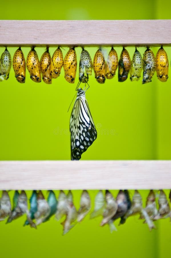 Papillon Malachite Sortant De Son Fond D'entomoculture De Processus De ...