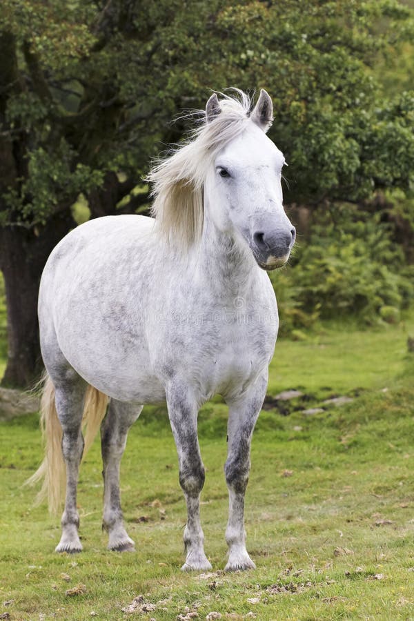 Un Beau Poney Blanc De Dartmoor, Devon, Angleterre Image stock - Image ...