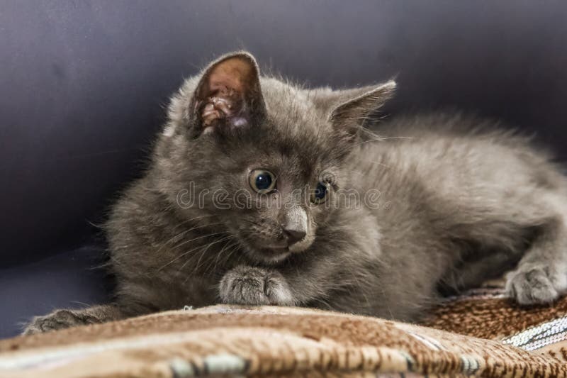Un Beau Portrait D'un Chaton Bleu Russe Mignon Image stock - Image du ...