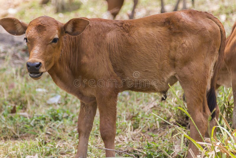 Pequeño Becerro De Cuero Marrón En Una Granja Imagen de archivo ...