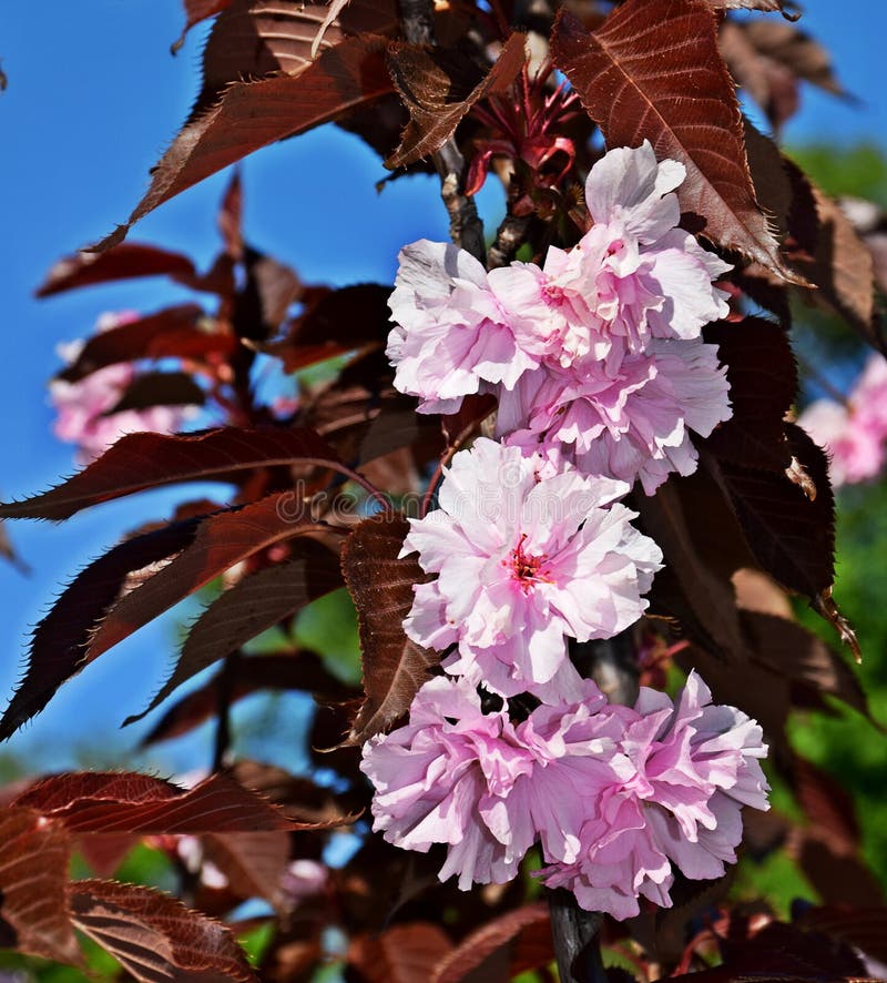 Un Bel Arbre a Fleuri Dans Le Jardin, Ressort Image stock - Image du ...
