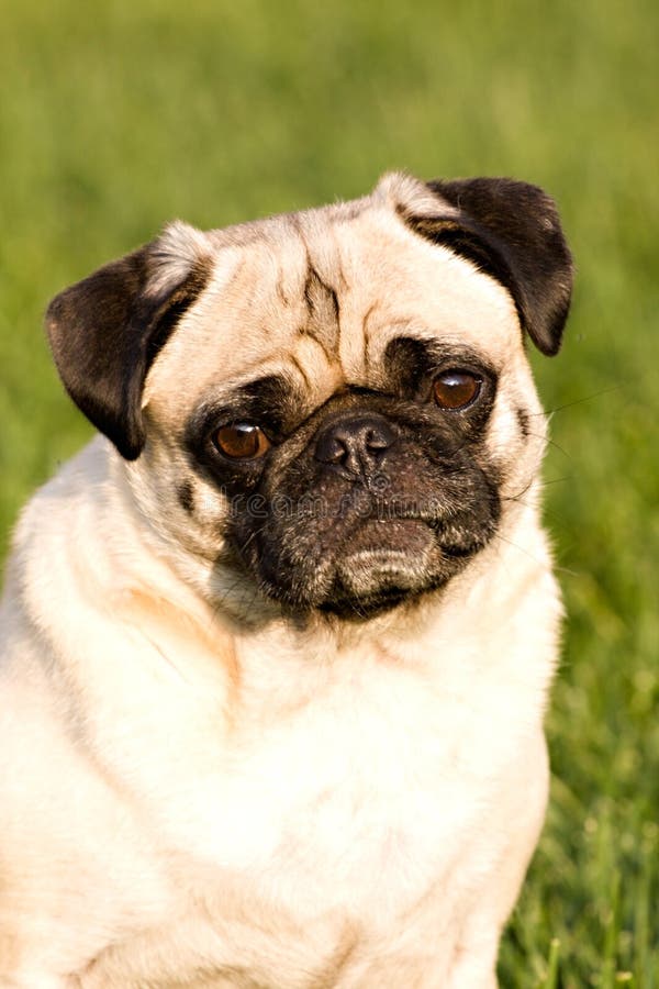 Un cane del pug immagine stock. Immagine di divertente - 26825487