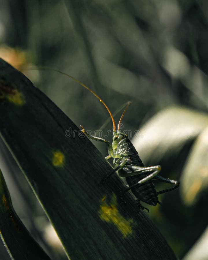 Un bicho verde en una hoja imagen de archivo. Imagen de bicho - 248028637