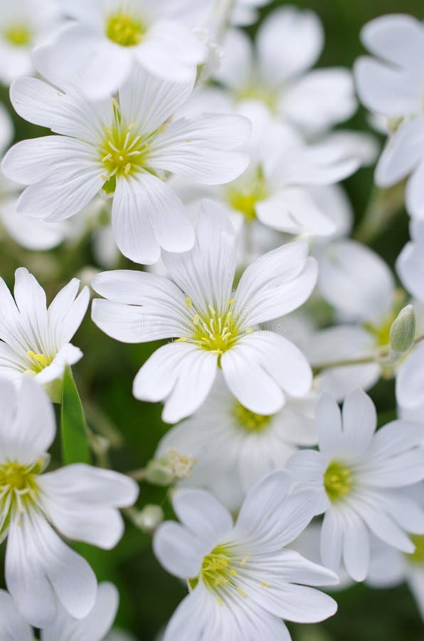 Beaucoup De Fleurs Blanches Photo stock - Image of détail, japon: 25380798