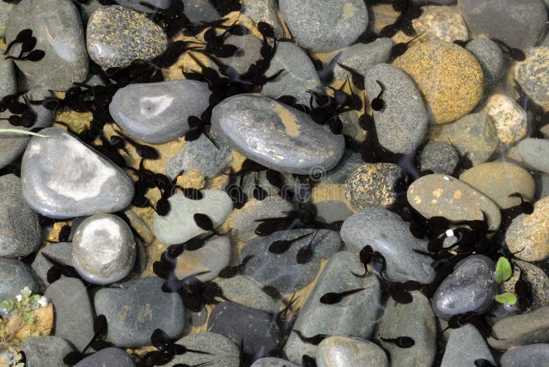 Têtard image stock. Image du bain, normal, pierre, groupe - 29705477