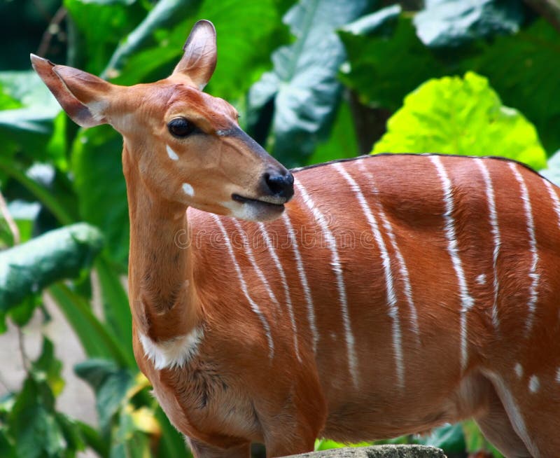 3,276 Photos de Bongo - Photos de stock gratuites et libres de droits ...