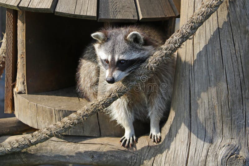 Un Bonito Mapache Se Encuentra En Una Casa De Madera Imagen de archivo ...