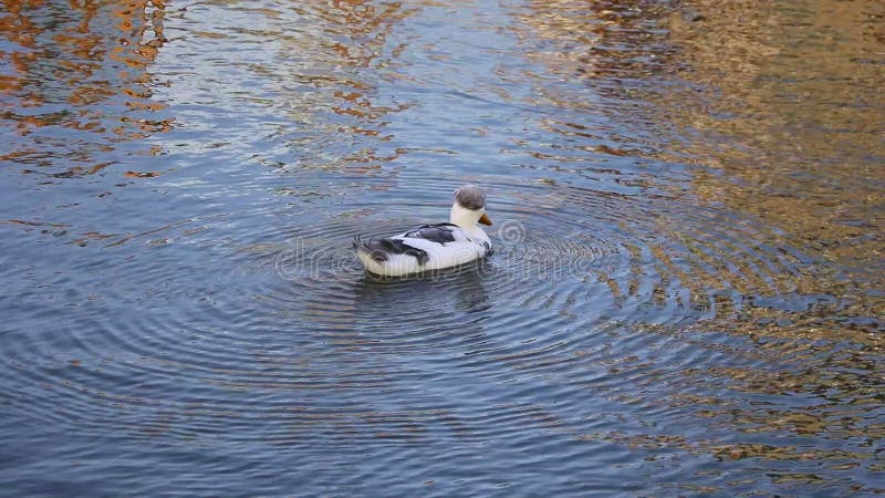 Un Hermoso Pato Nada En El Lago, Luego Sube Un árbol Seco En El Agua Y ...