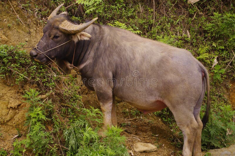 Un Buffle Avec Sa Cloche En Bois Photo stock - Image du symbole ...