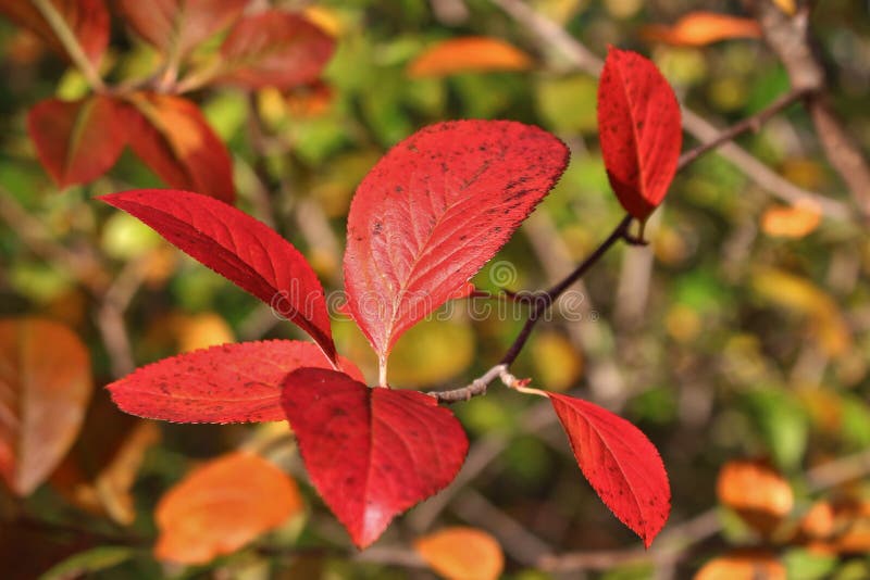 Un Buisson Avec Les Feuilles Rouges Photo stock - Image du ...