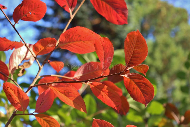 Un Buisson Avec Les Feuilles Rouges Photo stock - Image du ...
