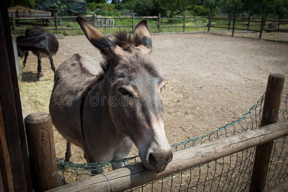 Un burro foto de archivo. Imagen de piel, mula, granja - 36830978