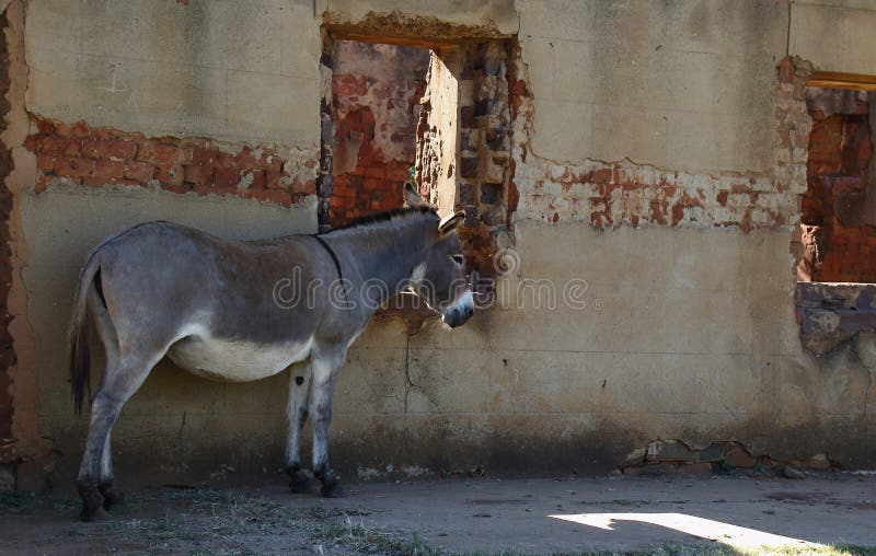 Un Burro Gris Y Una Casa Vieja Imagen de archivo - Imagen de animal ...