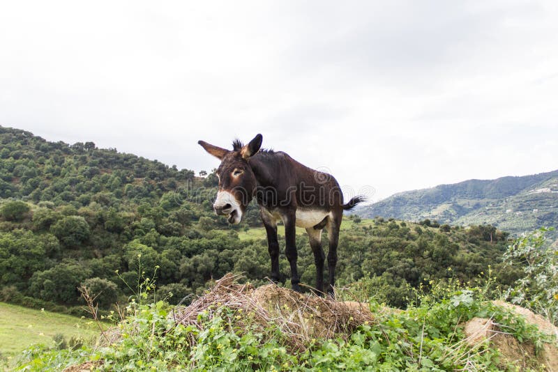 El rebuznar del burro imagen de archivo. Imagen de caballo - 123560651