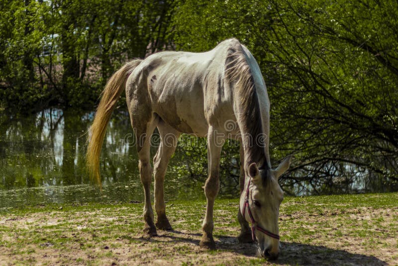 Caballo flaco imagen de archivo. Imagen de hierba, costillas - 66289599