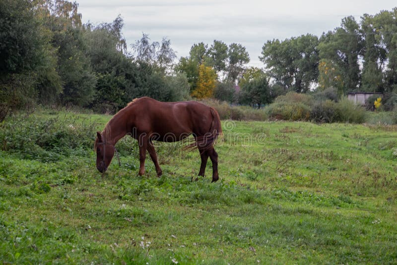 Un Caballo Pastorea En Un Prado Verde. Foto de archivo - Imagen de ...