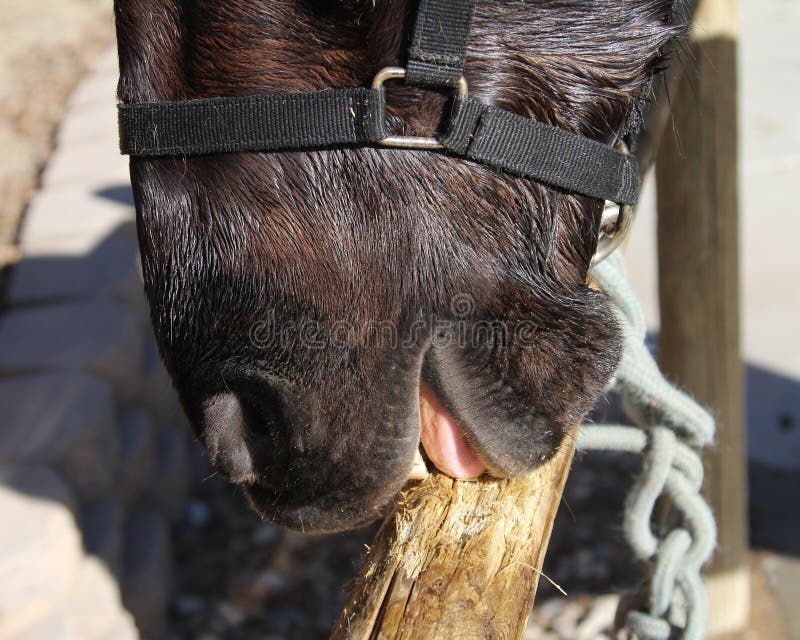 Caballo Que Mastica La Hierba Foto de archivo - Imagen de coma, cara ...