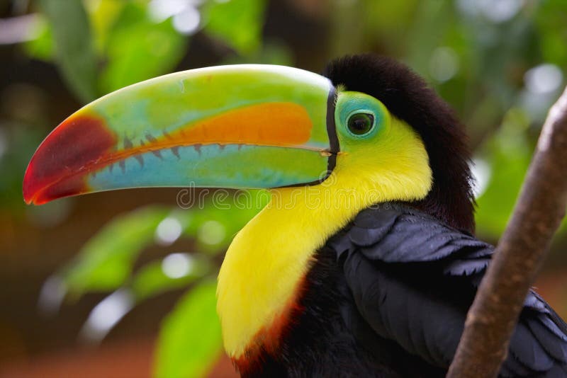 Un calao au Costa Rica image stock. Image du jungle, amérique - 65431213