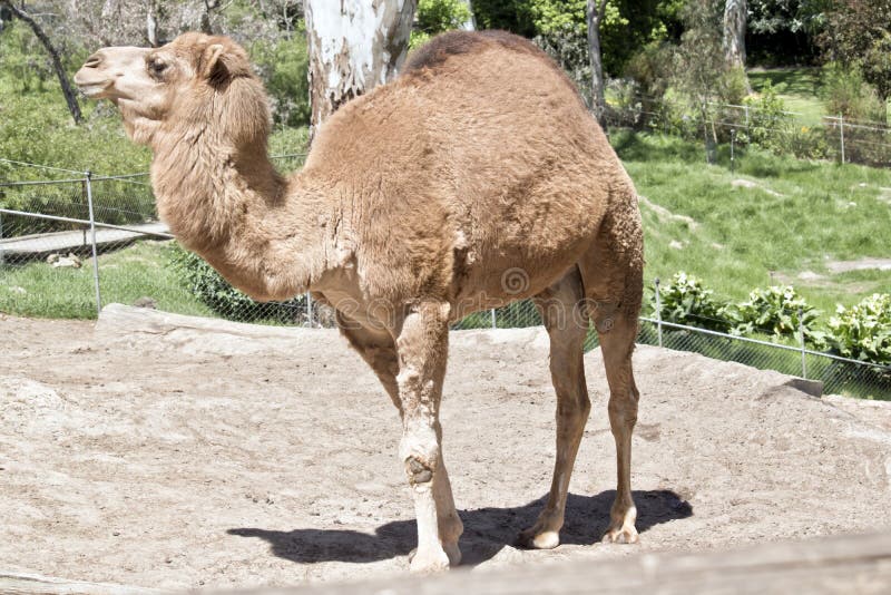 Zoccoli Del Cammello Nella Sabbia E Nell'escremento Fotografia Stock ...