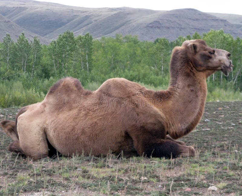 Un cammello in Mongolia fotografia stock. Immagine di mongolia - 26806880
