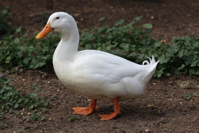Un Canard Blanc De Marche. Photos stock - Image: 36588813