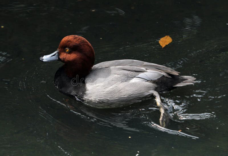 Canard roux photo stock. Image du roux, amérique, réflexion - 37707658