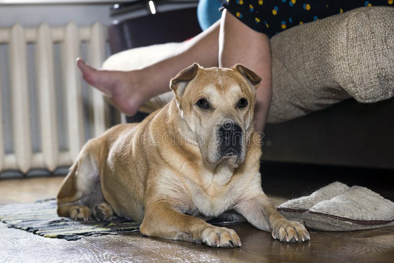 Un Cane Fedele Ai Piedi Della Padrona Immagine Stock - Immagine di cane ...